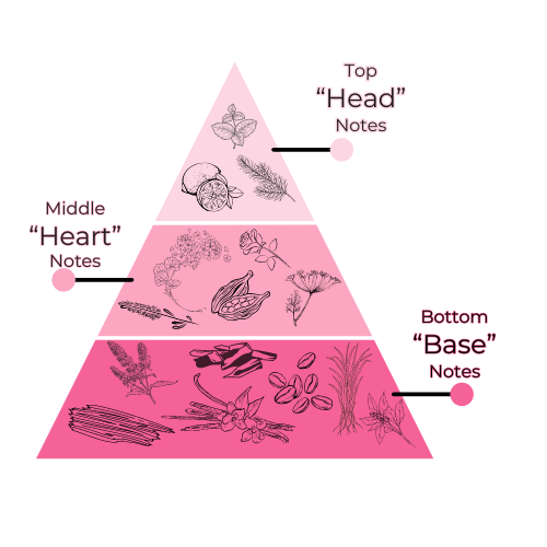The Olfactory Pyramid - Be in the Pink