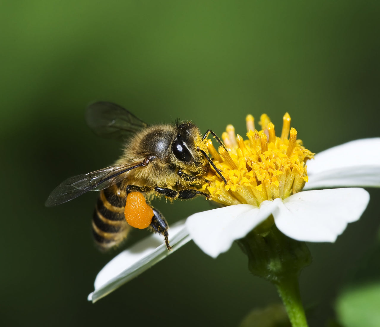 Part 1 & 2 - Save the Bees - Why are Bees So Important? ' – Be in the Pink