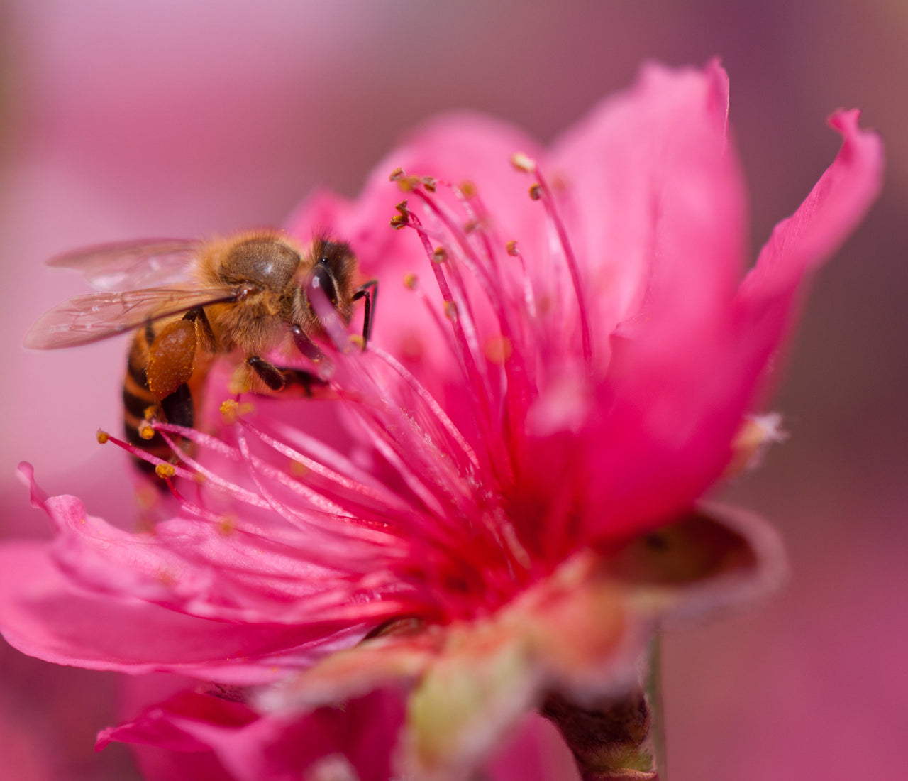 Part 3 & 4: Save the Bees Parts- What is Causing the Bees to Decline ...